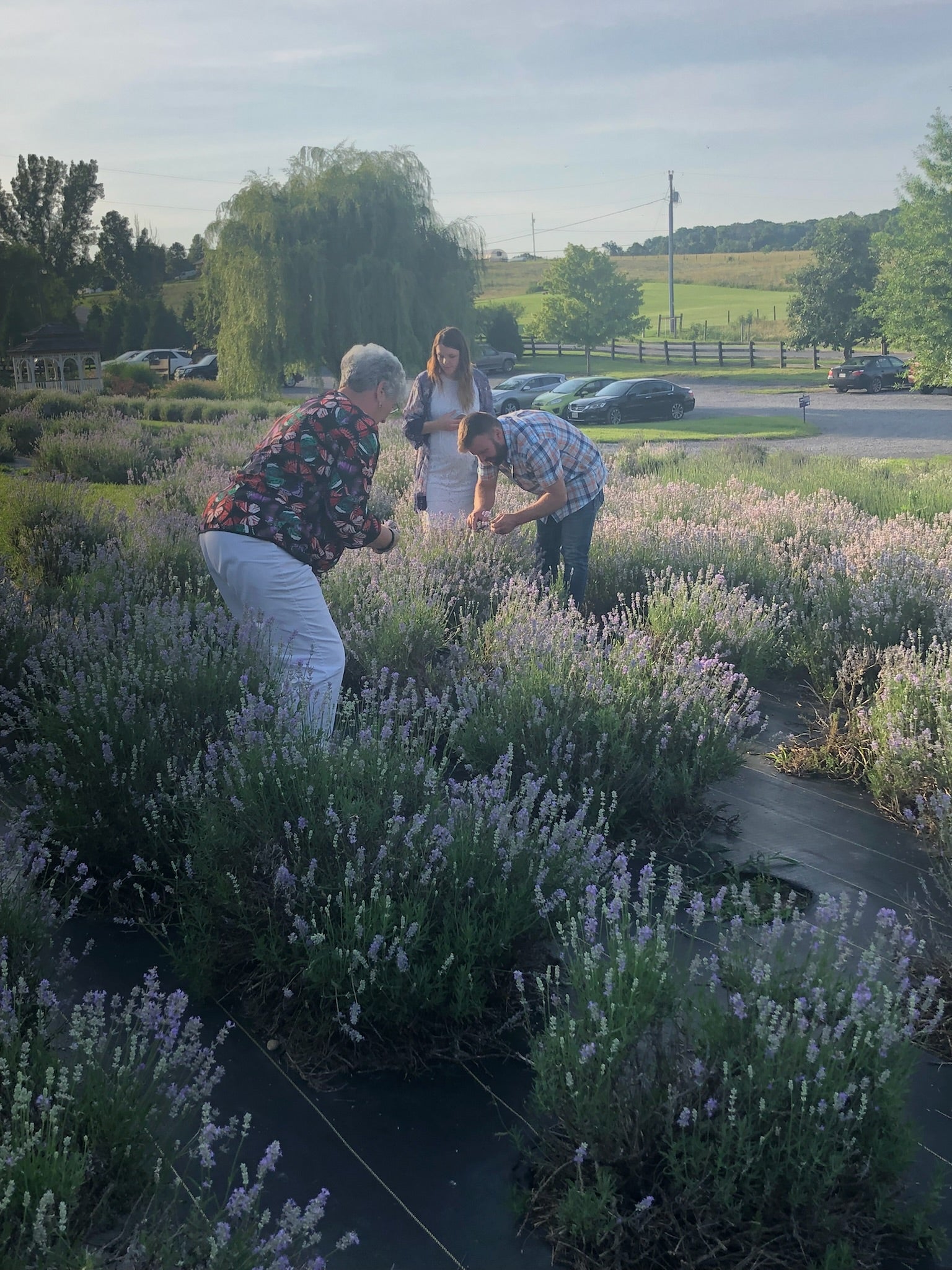 Lavender U Pick – White Oak Lavender Farm