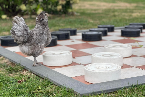 Interactive Gardens – White Oak Lavender Farm